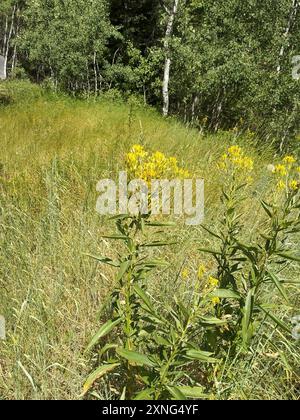 Tall Ragwort (Senecio serra) Plantae Stock Photo - Alamy