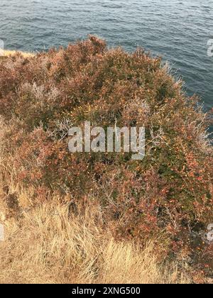 Nootka rose (Rosa nutkana) Plantae Stock Photo - Alamy