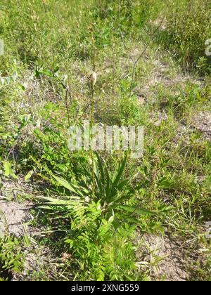 Weak-leaf Yucca (Yucca flaccida) Plantae Stock Photo - Alamy