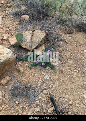 southwestern mock vervain (Glandularia gooddingii) Plantae Stock Photo ...