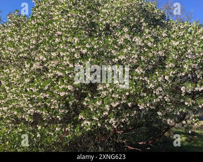 Common Manzanita (Arctostaphylos manzanita) Plantae Stock Photo - Alamy