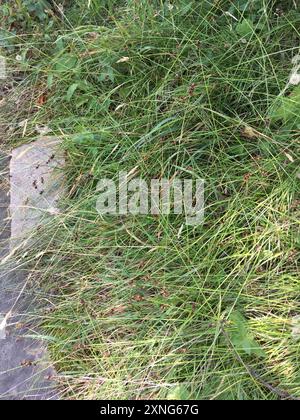 Spiked Sedge (Carex spicata) Plantae Stock Photo - Alamy
