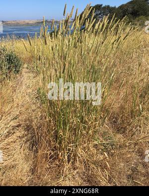 harding grass (Phalaris aquatica) Plantae Stock Photo - Alamy