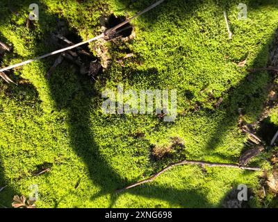 Green-tufted Stubble Moss (Weissia controversa) Plantae Stock Photo - Alamy