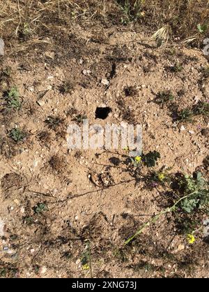 Western Pocket Gophers (Thomomys) Mammalia Stock Photo - Alamy