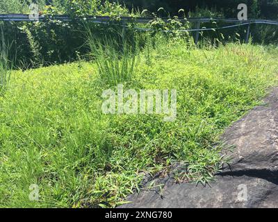 Slender Three-seeded Mercury (Acalypha gracilens) Plantae Stock Photo ...