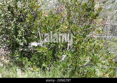 Toyon (Heteromeles arbutifolia) Plantae Stock Photo - Alamy