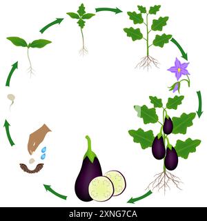 Cycle of a eggplant plant growth isolated on white background Stock ...