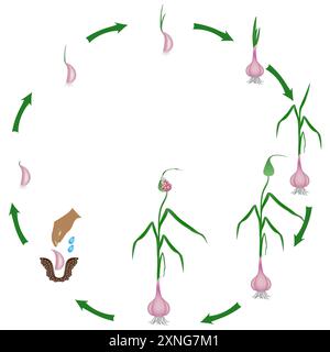 Cycle of growth of a plant of a garlic isolated on a white background ...