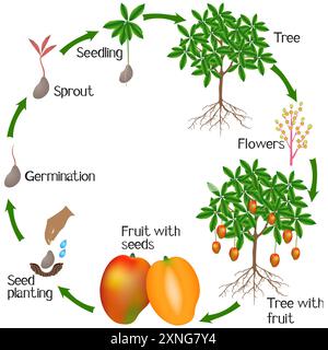 A growth cycle of a mango plant is isolated on a white background Stock ...