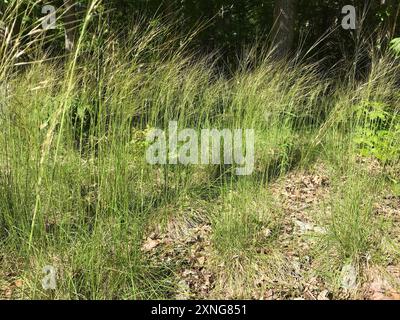 Blackseed Needlegrass (Piptochaetium avenaceum) Plantae Stock Photo - Alamy
