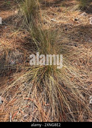 Wire grass (Aristida stricta) Plantae Stock Photo - Alamy