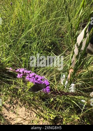 Funereal Duskywing (Erynnis funeralis) Insecta Stock Photo - Alamy