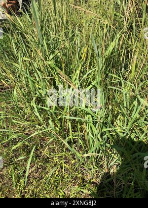 Vasey Grass (Paspalum urvillei) Plantae Stock Photo - Alamy