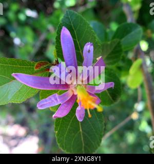 Crossberry (Grewia occidentalis) Plantae Stock Photo - Alamy