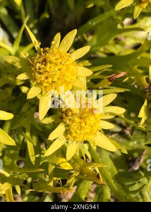 Footsteps of spring (Sanicula arctopoides) Plantae Stock Photo - Alamy