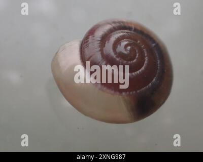 True Glass Snails (Zonitidae) Mollusca Stock Photo - Alamy