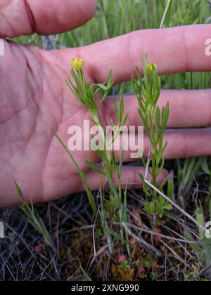 Corn buttercup (Ranunculus arvensis) Plantae Stock Photo - Alamy