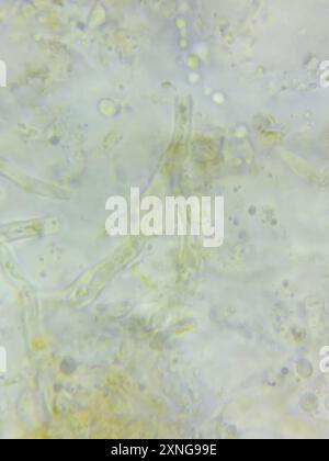 (Protocrea pallida) Fungi Stock Photo - Alamy