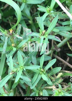 Spreading chinchweed (Pectis prostrata) Plantae Stock Photo - Alamy