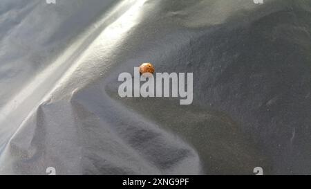 Eastern Ten-spotted Ladybug (Microcaria pupillata) Insecta Stock Photo ...