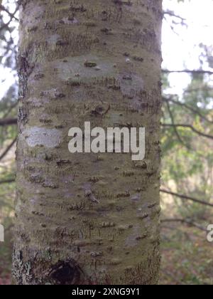 grand fir (Abies grandis) Plantae Stock Photo - Alamy