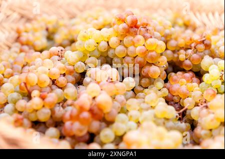 basket of grapes of different color and textures isolated Stock Photo ...