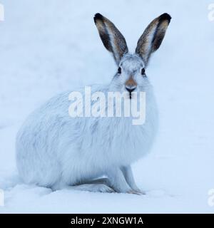 White-tailed Jack Rabbit (Lepus townsendii) streching on a snow bank ...