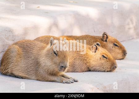 Three capybara in the park. Capybara is a semi-aquatic mammal found ...