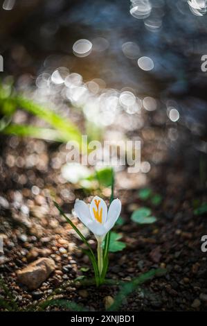 Explosion of colors in the forest. Spring flowers bloom between shadow ...