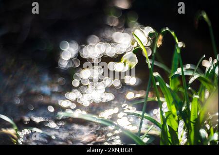 Explosion of colors in the forest. Spring flowers bloom between shadow ...