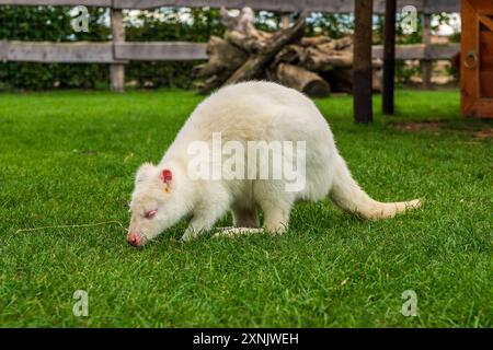 A snow white albino wallaby (kangaroo Stock Photo - Alamy