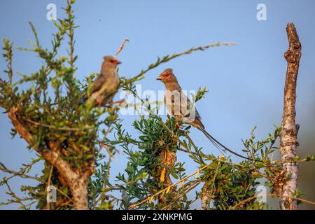 Red faced Mousebird standing on branch front view in Kruger National ...