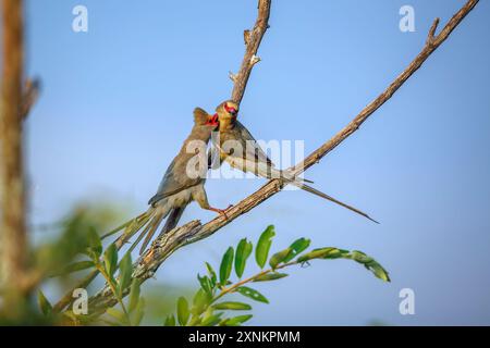 Red faced Mousebird standing on branch front view in Kruger National ...