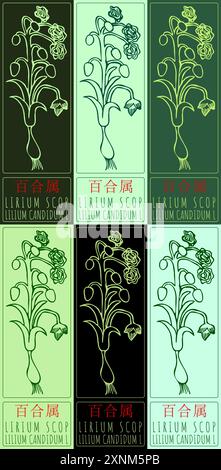 White Lily Lilium candidum, flower white vector illustration editable ...