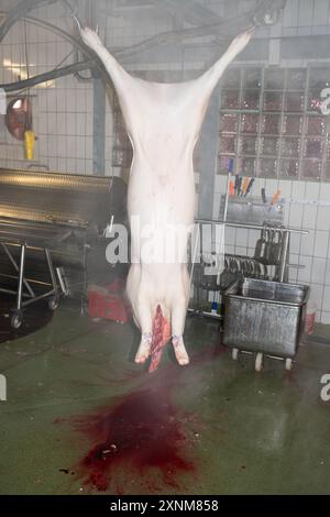 Abattoir ; worker handling hanging carcass in mechanised slaughterhouse for exporting meat ...