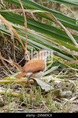 Pacific hornero, Furnarius cinnamomeus, fazekasmadár, Mindo Valley ...