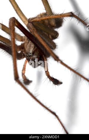Close Up of a Large Scary House Spider with Hairy Legs and Fangs Stock ...