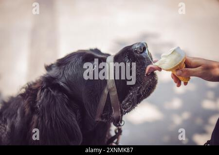 Newfoundland puppy eating an ice cream Stock Photo - Alamy