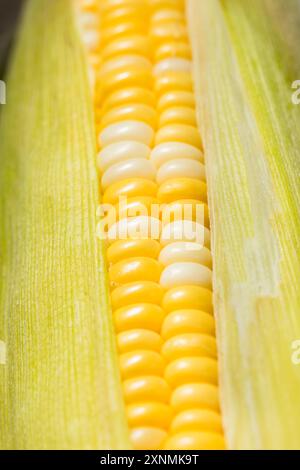 corn on a colored background Stock Photo - Alamy
