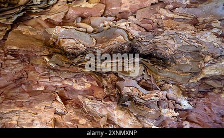 Background photography of filo pastry tree bark, Polylepis australis ...