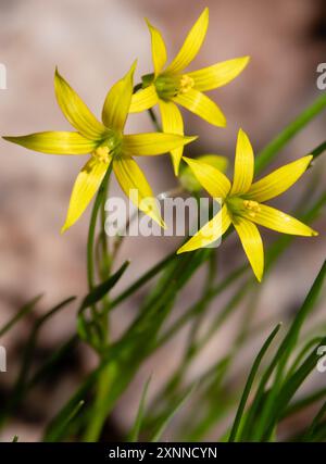 Least Gagea (Gagea minima Stock Photo - Alamy