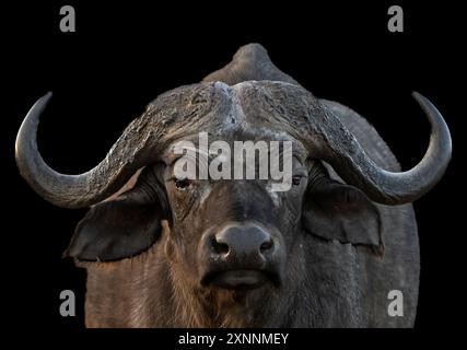 The African buffalo is a large sub-Saharan African bovine. Syncerus ...