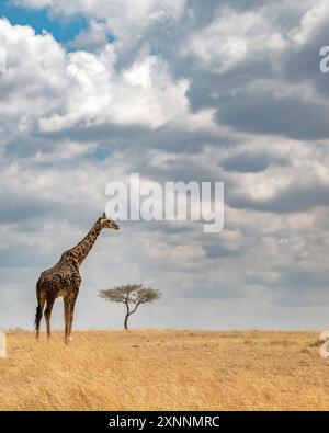 Masai giraffe, also spelled Maasai giraffe, and sometimes called the ...