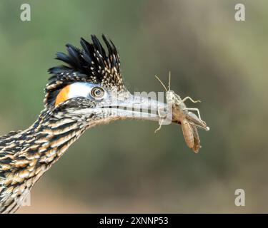 Greater Roadrunner (Geococcyx californianus) running with seedpod in bill Stock Photo - Alamy