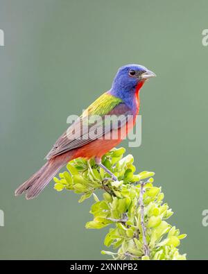Painted bunting (Passerina ciris) is a species of bird in the cardinal ...