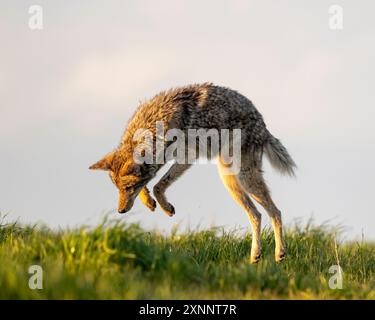 COYOTE pouncing on prey in snow Canis latrans February, Yellowstone ...