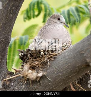 Small brown chick perched on a wooden surface Stock Photo - Alamy