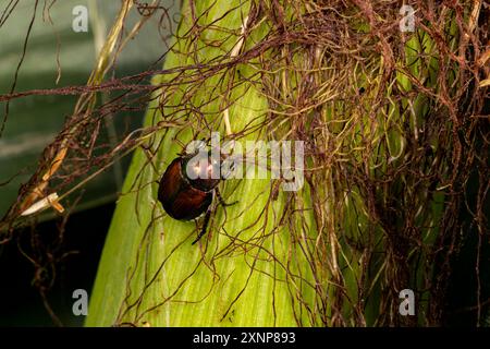 Japanese beetle eating corn ear kernels and husk. Insect damage ...