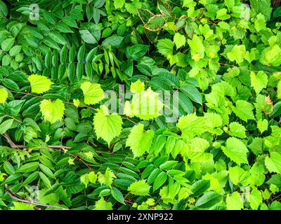 riverbank grape (Vitis riparia Stock Photo - Alamy